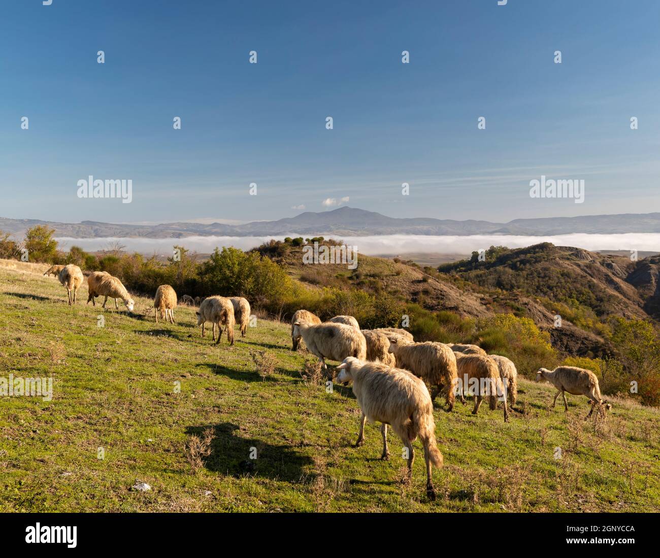 Grazing sheep in the fields of Tuscany, Italy Stock Photo - Alamy