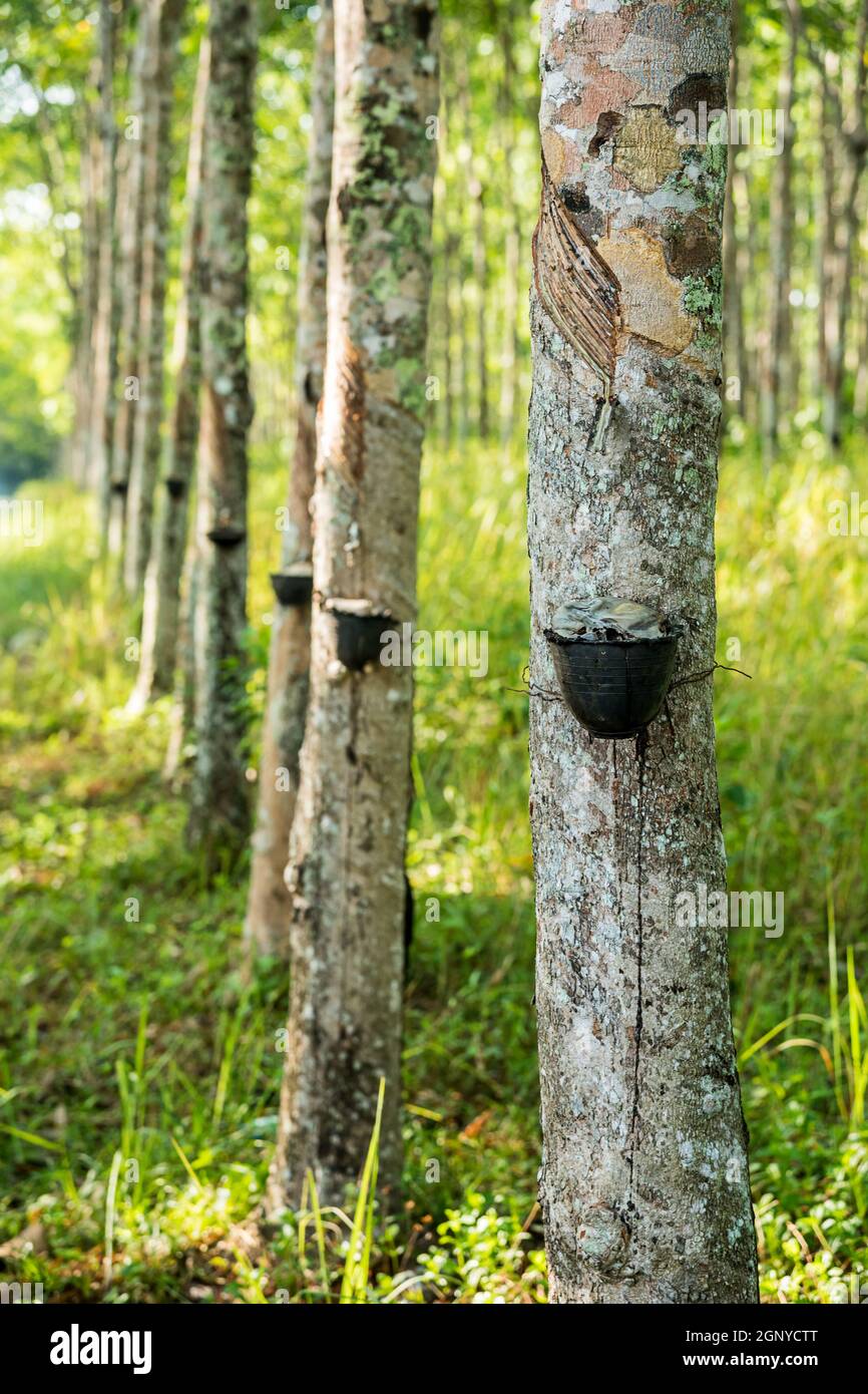 Rubber tree plantation with rows of cultivated trees, South of Thailand ...