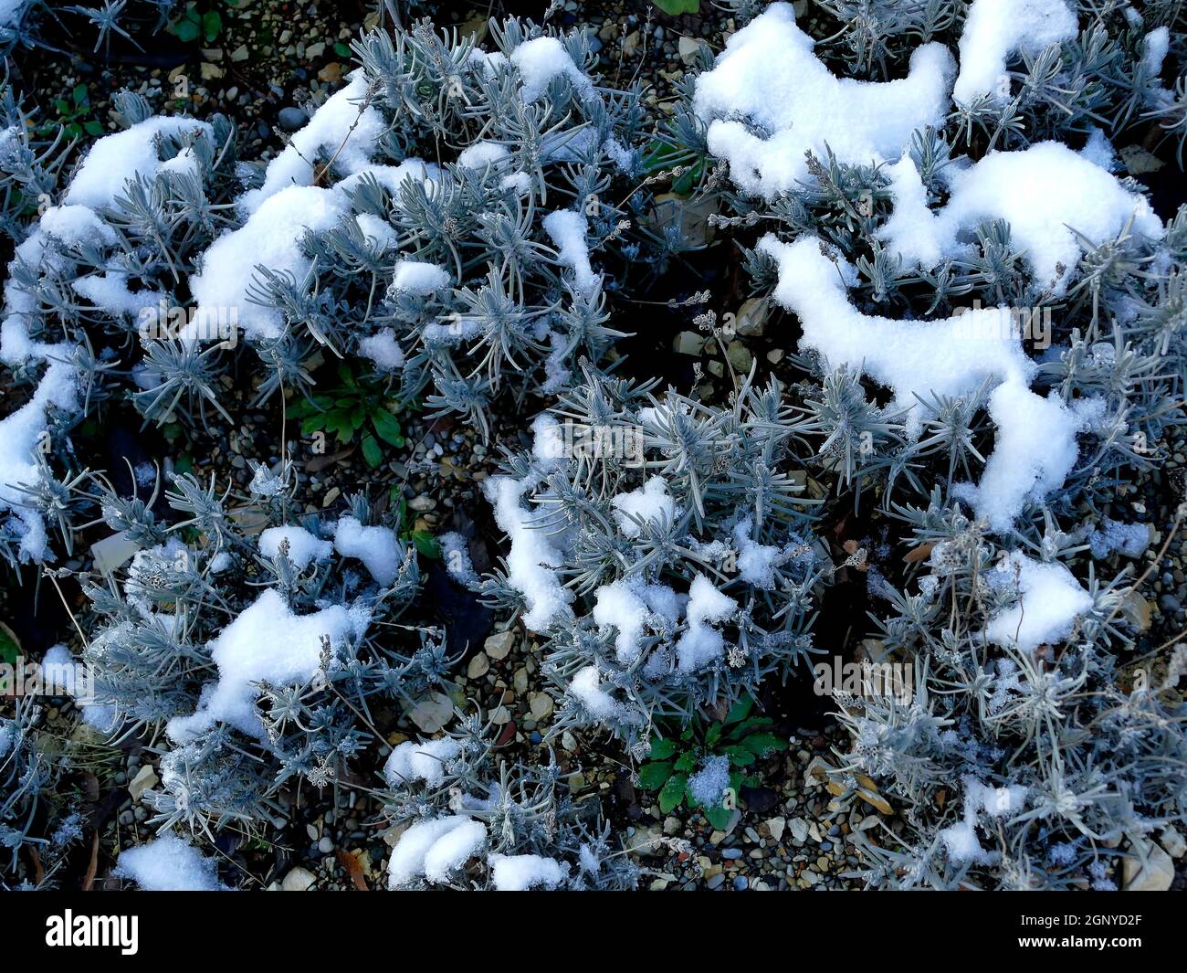 Lavender with snow caps in winter in Germany Stock Photo - Alamy