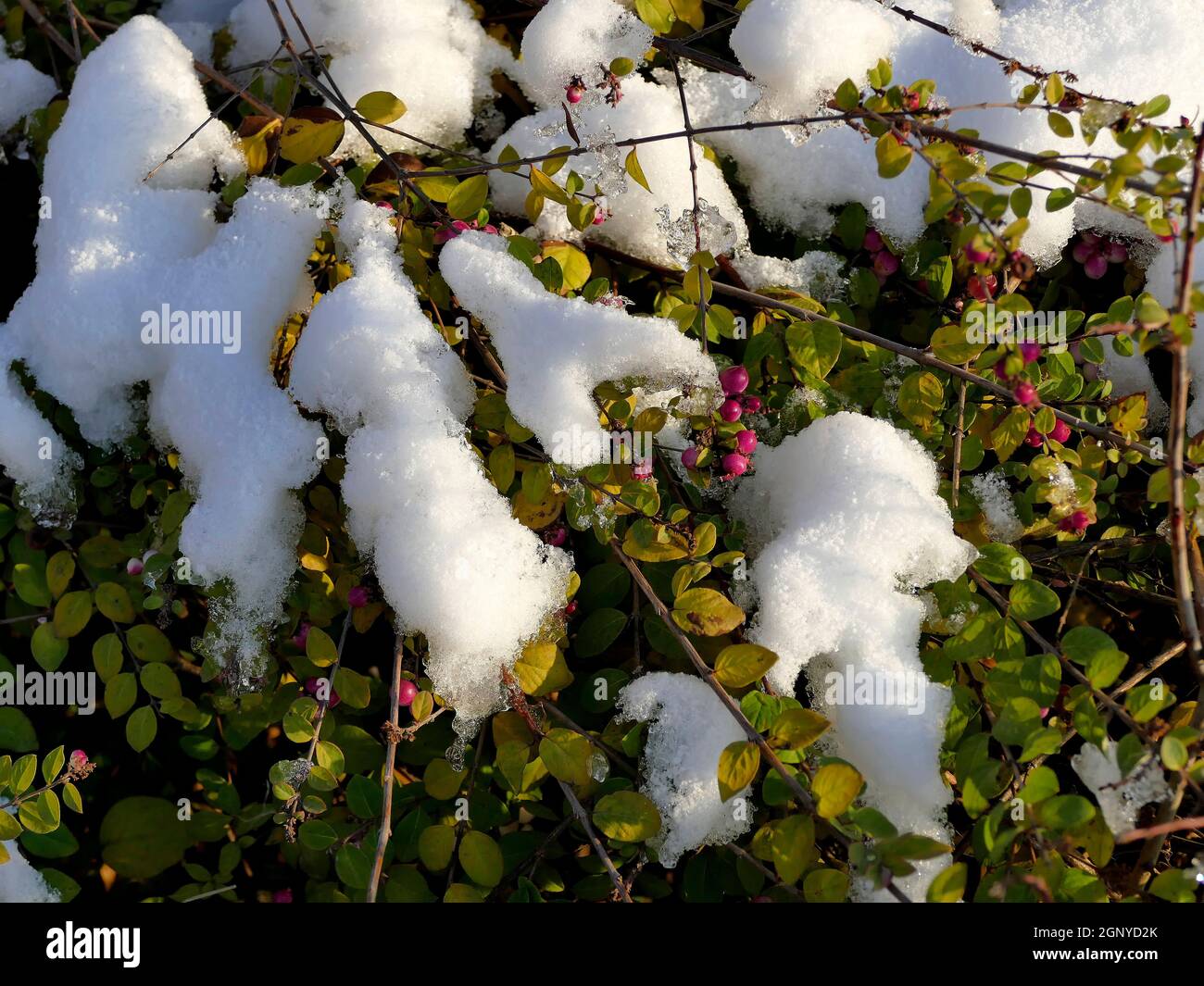 Snow on cotoneaster berries hi-res stock photography and images - Alamy