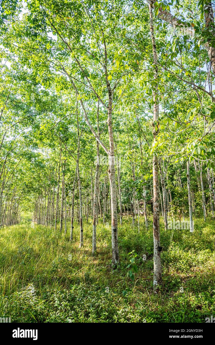 Multiple cropping hi-res stock photography and images - Alamy