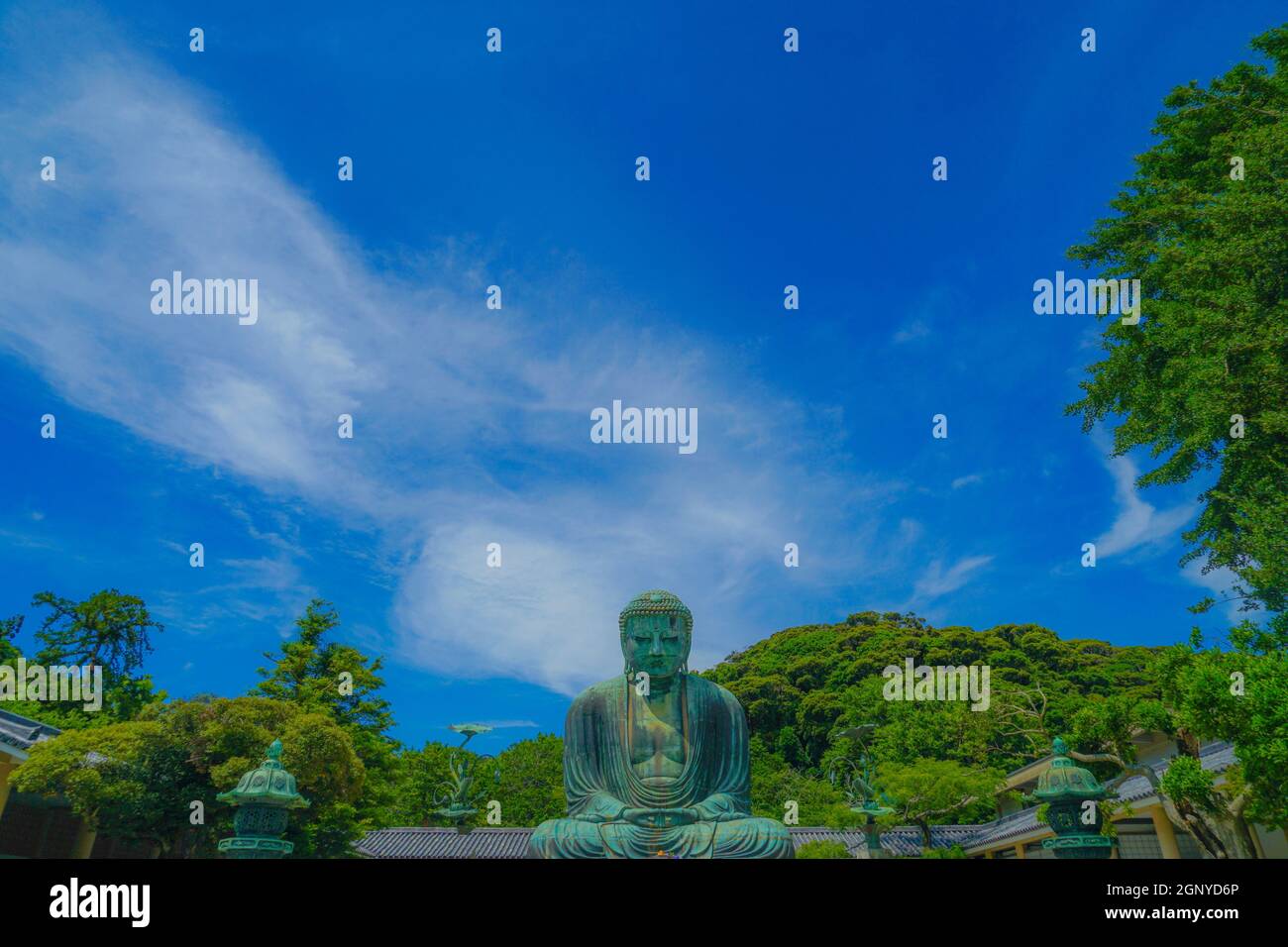 Early summer of the Great Buddha of Kamakura, which was wrapped in ...