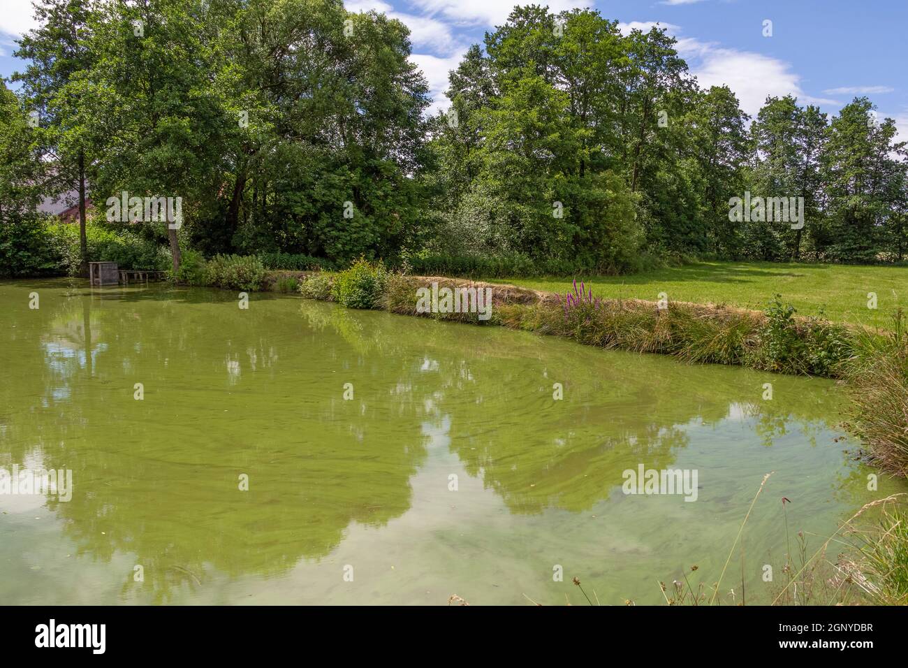idyllic waterside scenery around Wiesenfelden in the Bavarian Forest at ...