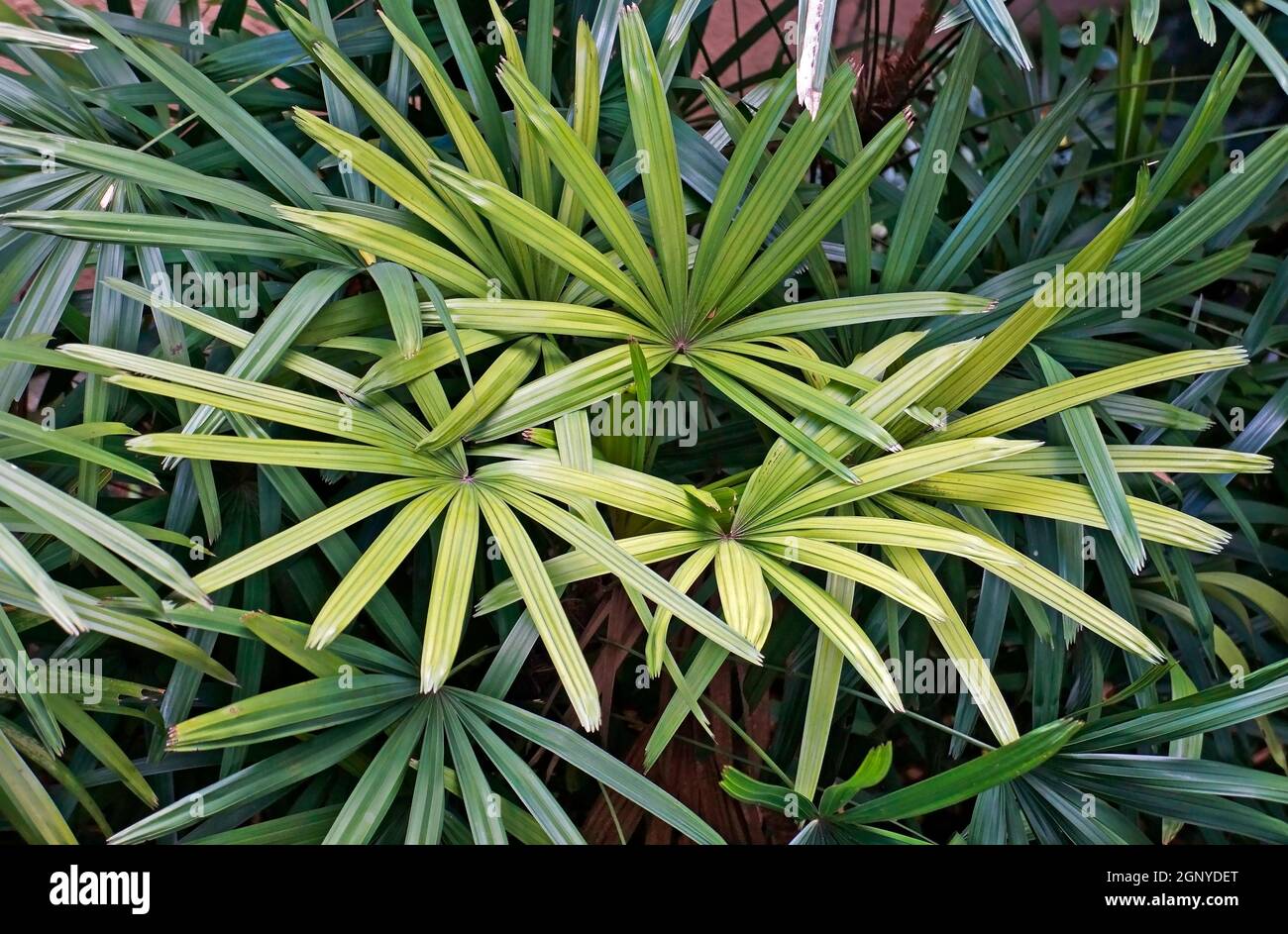 Broadleaf lady palm (Rhapis excelsa Stock Photo - Alamy