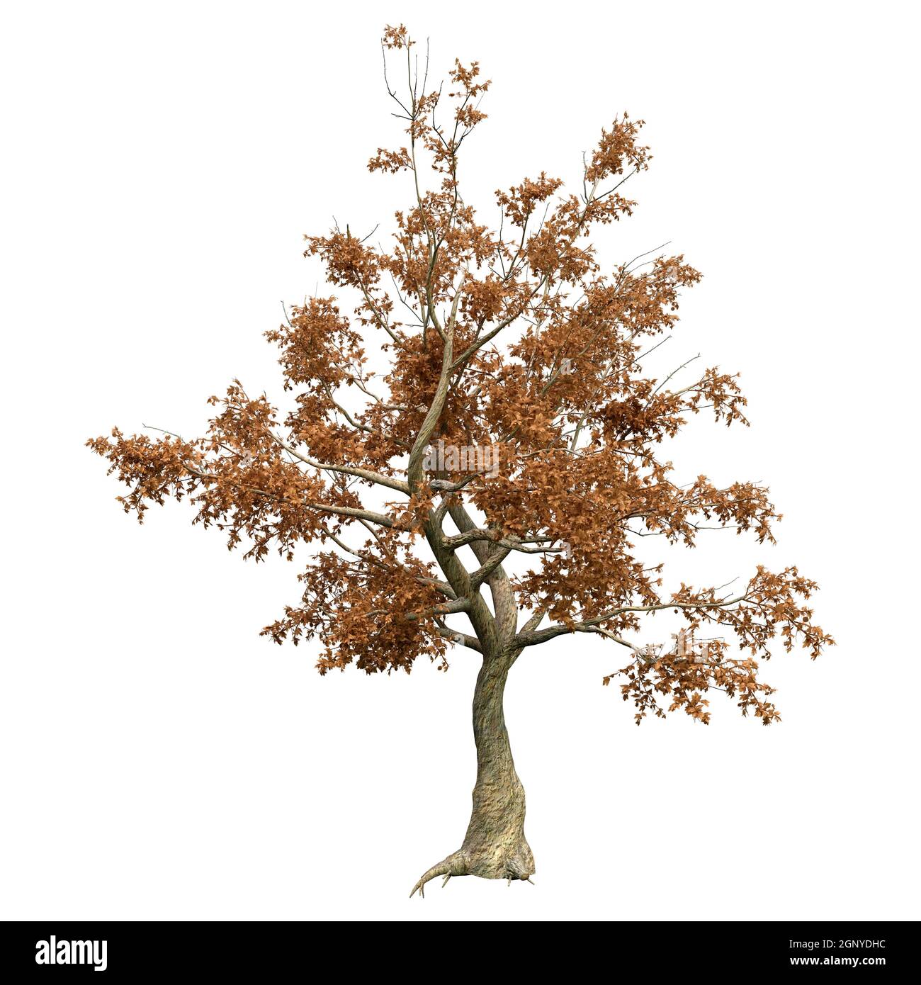 3D rendering of an autumnal sycamore tree isolated on white background ...
