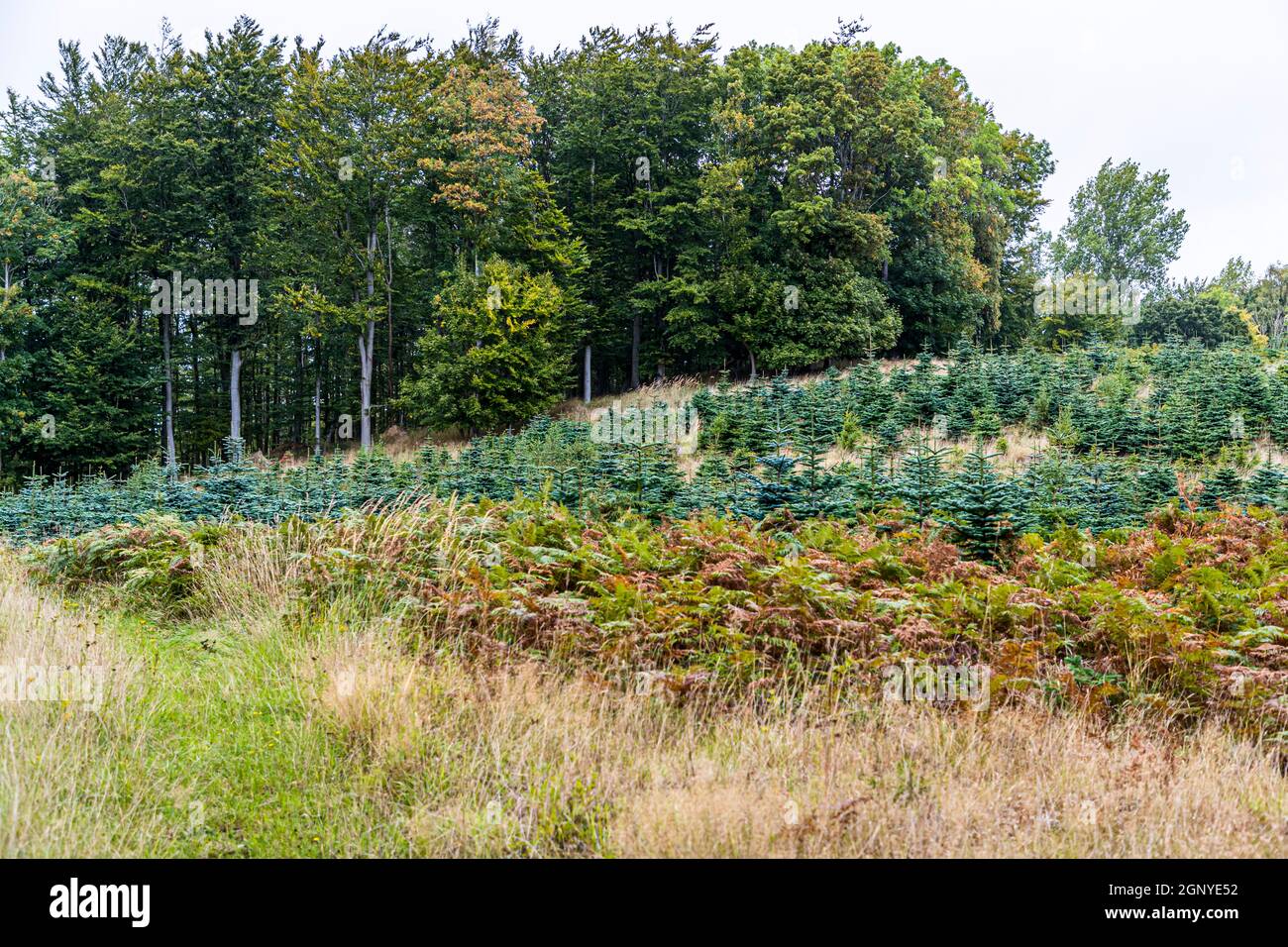Christmas trees are cultivated in plantations on Langeland, Denmark ...