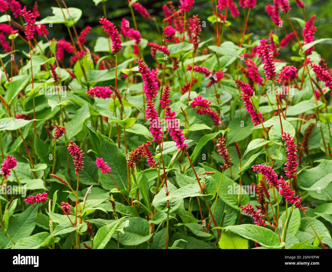 Closeup of a red bistort plant, Persicaria amplexicaulis, flowering in ...