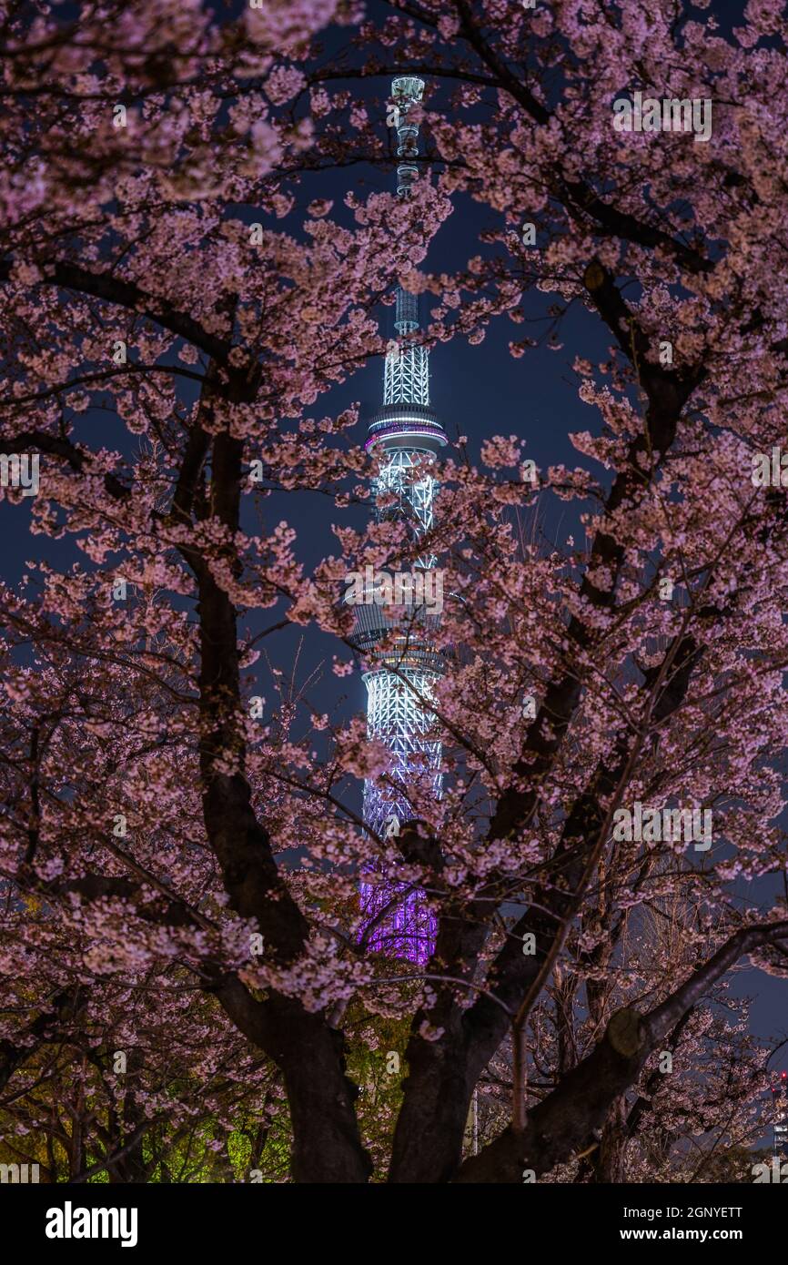 Tokyo Sky Tree and going to see cherry blossoms at night. Shooting ...