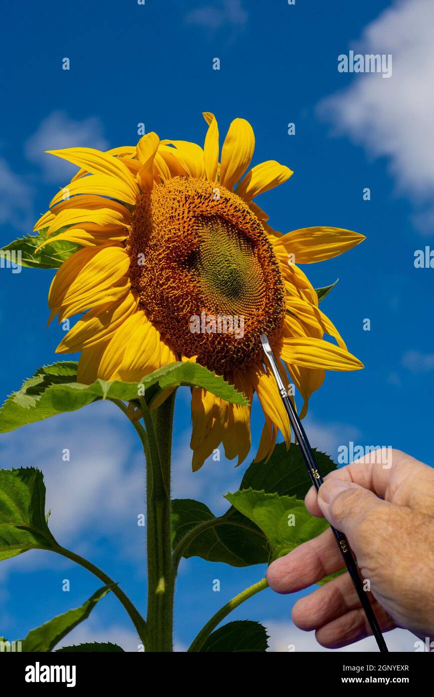 The artist's hand tints with a brush a sunflower with a golden head ...