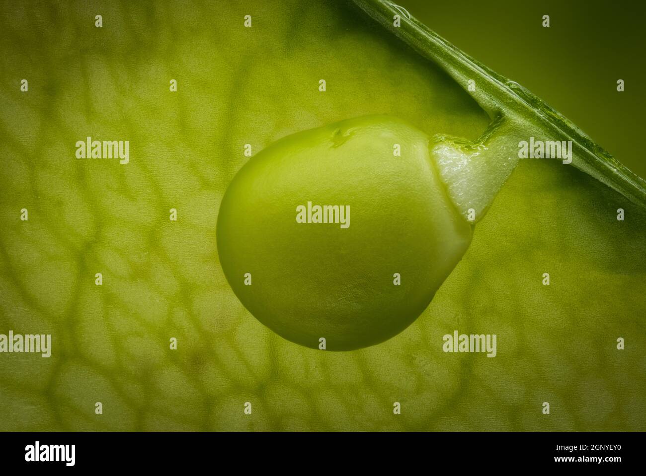 Snow Pea Close Up, extreme close up of vegetable fruit Stock Photo - Alamy