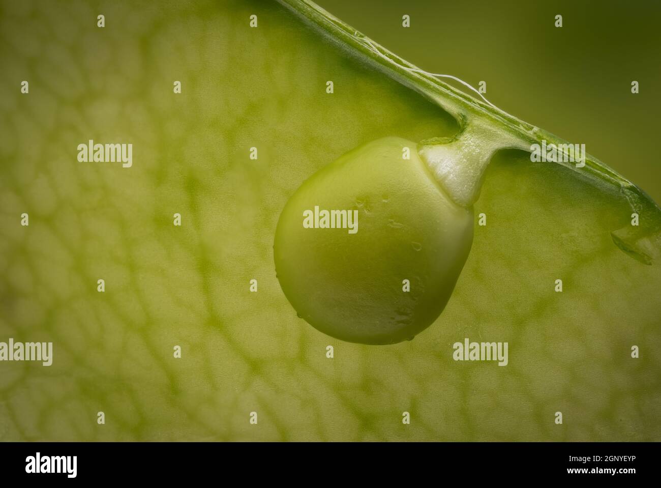 Snow Pea Close Up, extreme close up of vegetable fruit Stock Photo - Alamy
