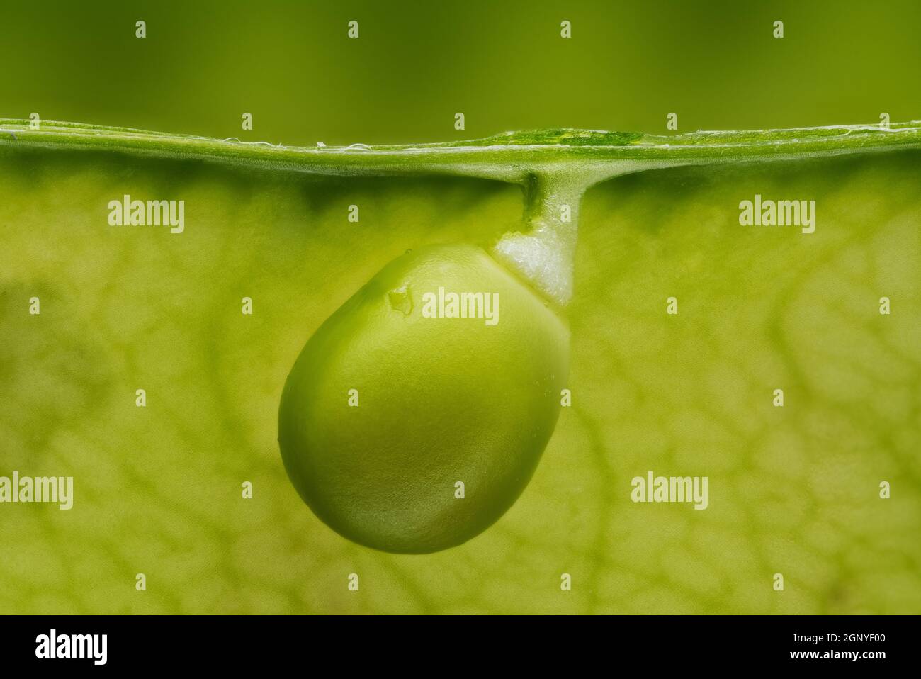 Snow Pea Close Up, extreme close up of vegetable fruit Stock Photo - Alamy
