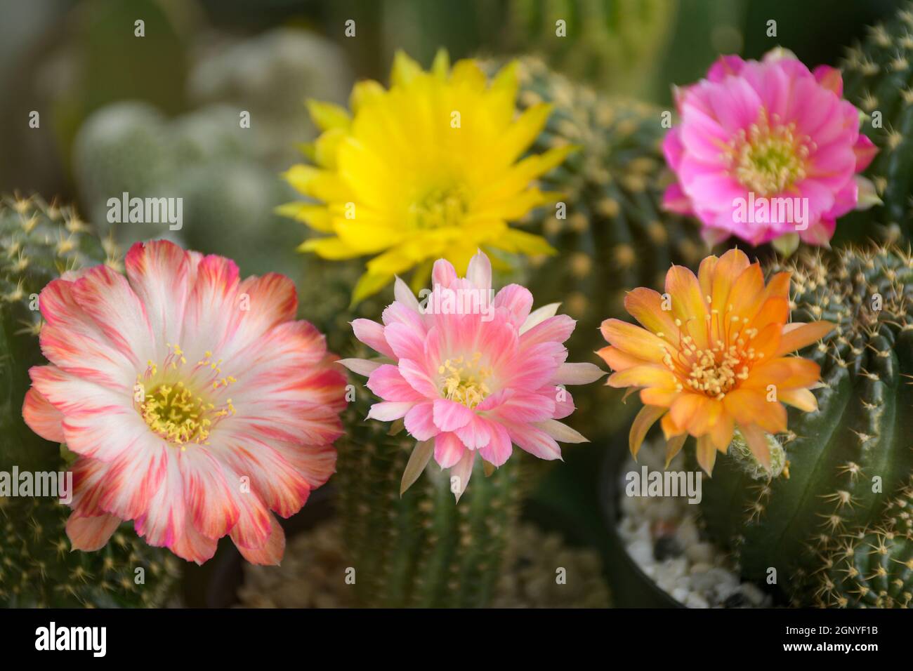 Blooming Lobivia spp. flowers in cactus garden Stock Photo - Alamy