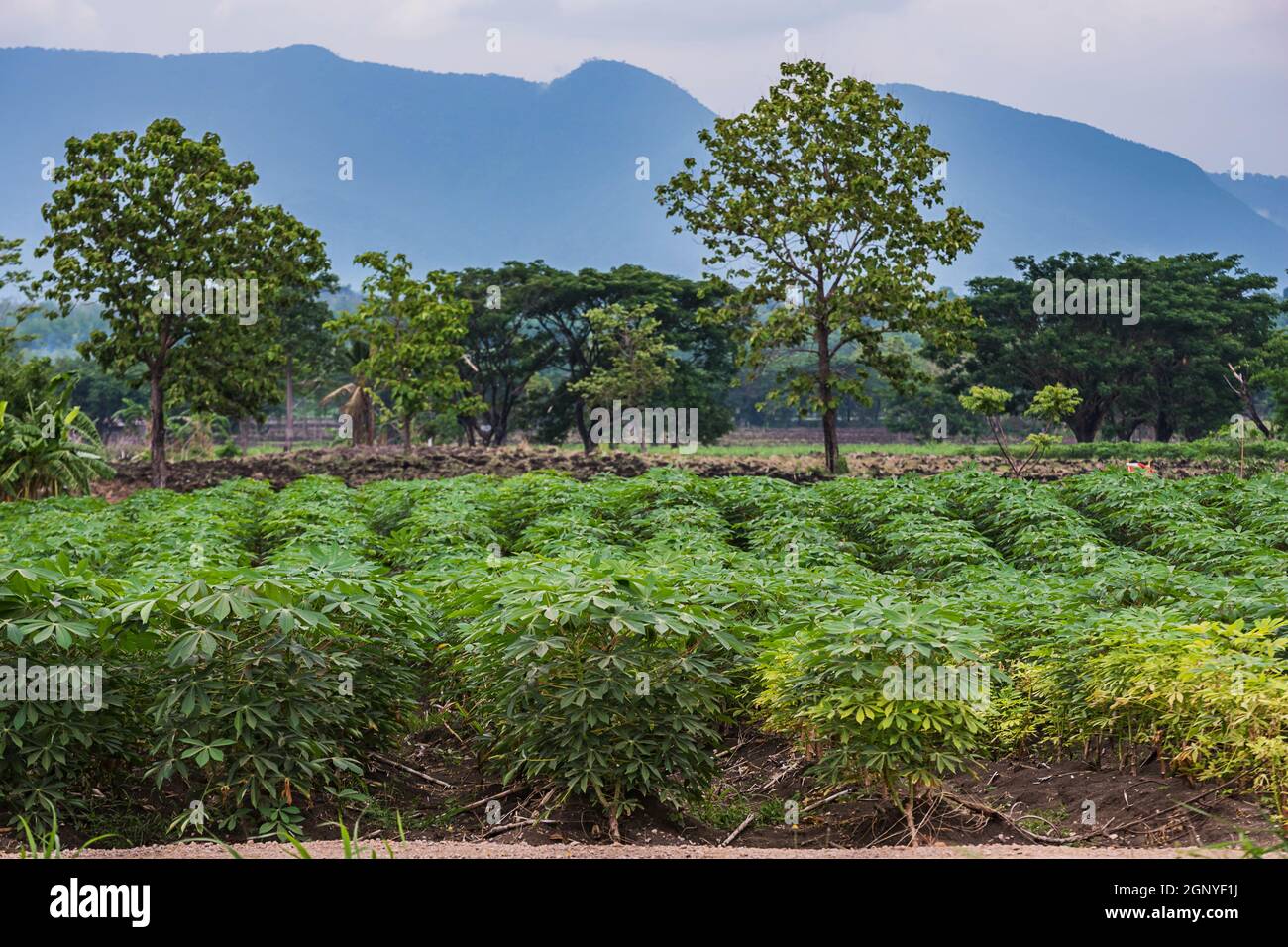 Agriculture field of tapioca hi-res stock photography and images - Alamy