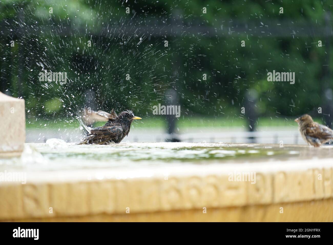 Birds bathing. Shooting Location: New York, Manhattan Stock Photo - Alamy