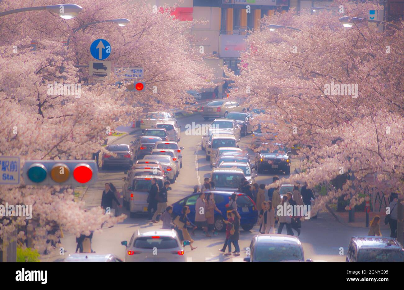 Cherry trees and traffic of Tama Plaza. Shooting Location: Yokohama ...