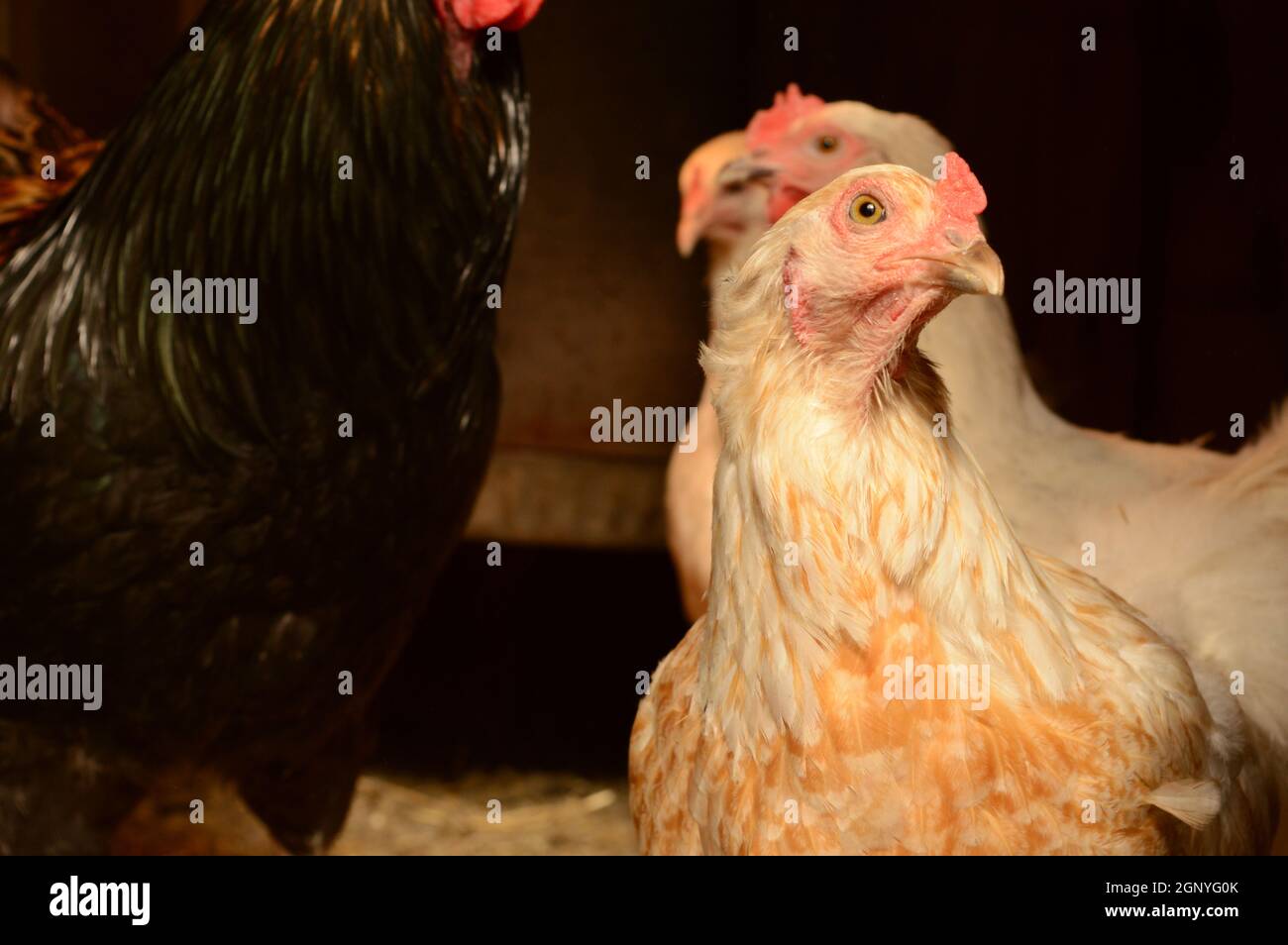 A closeup of the chickens inside their housing coop Stock Photo - Alamy