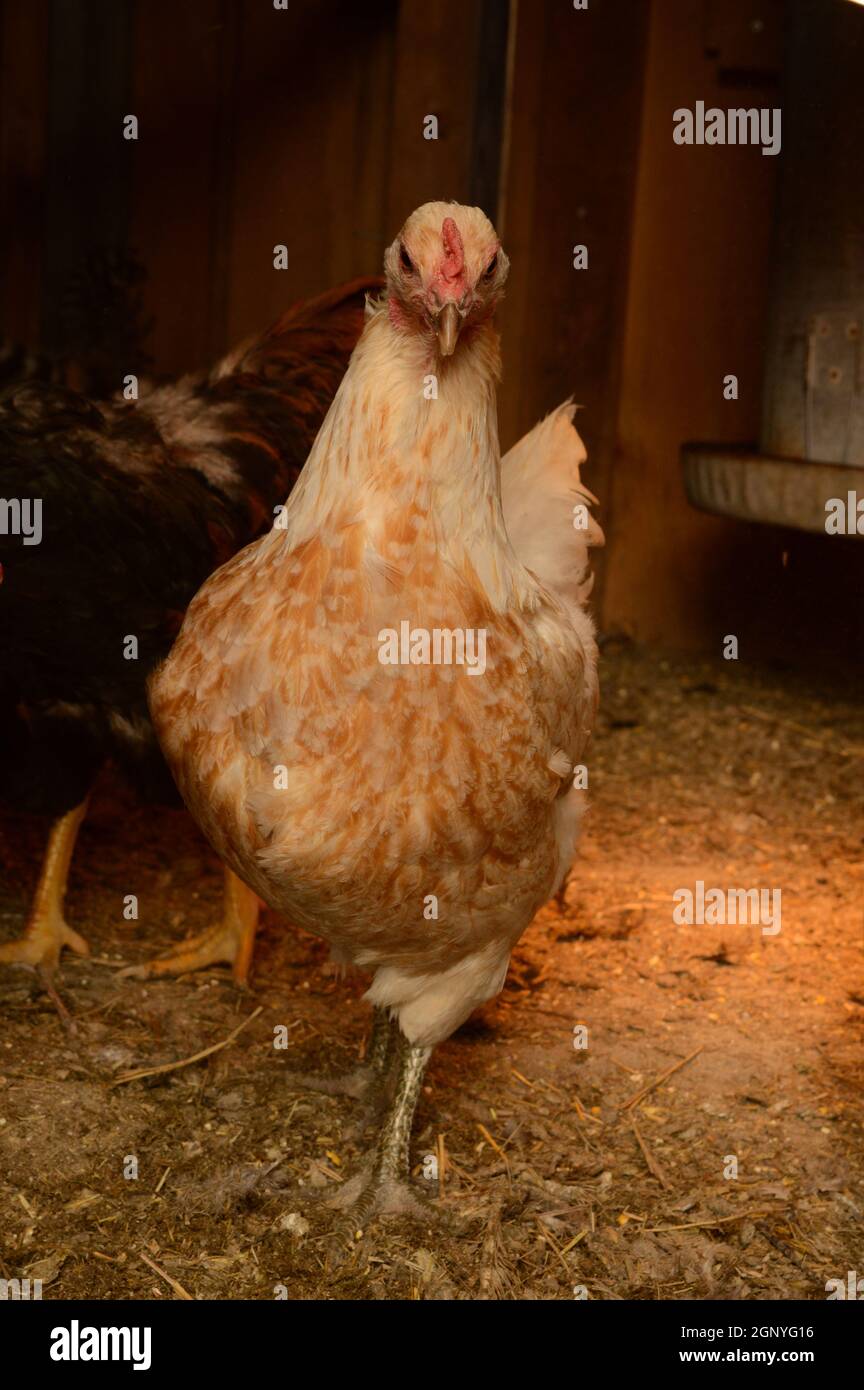 A full body view of a regular white barnyard chicken inside the coop ...