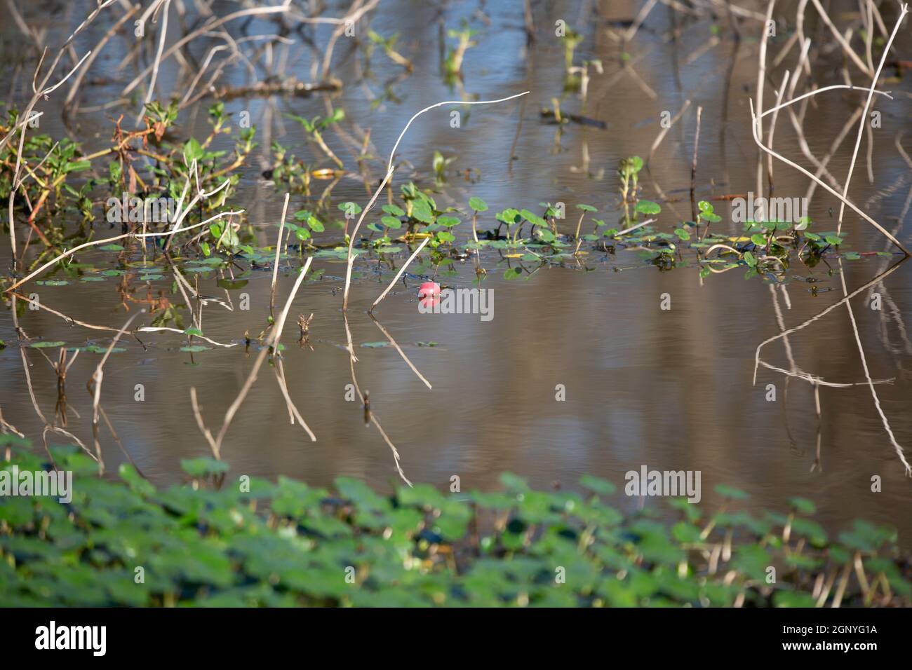Red fishing bobber floating on the top of swamp water in a patch of ...