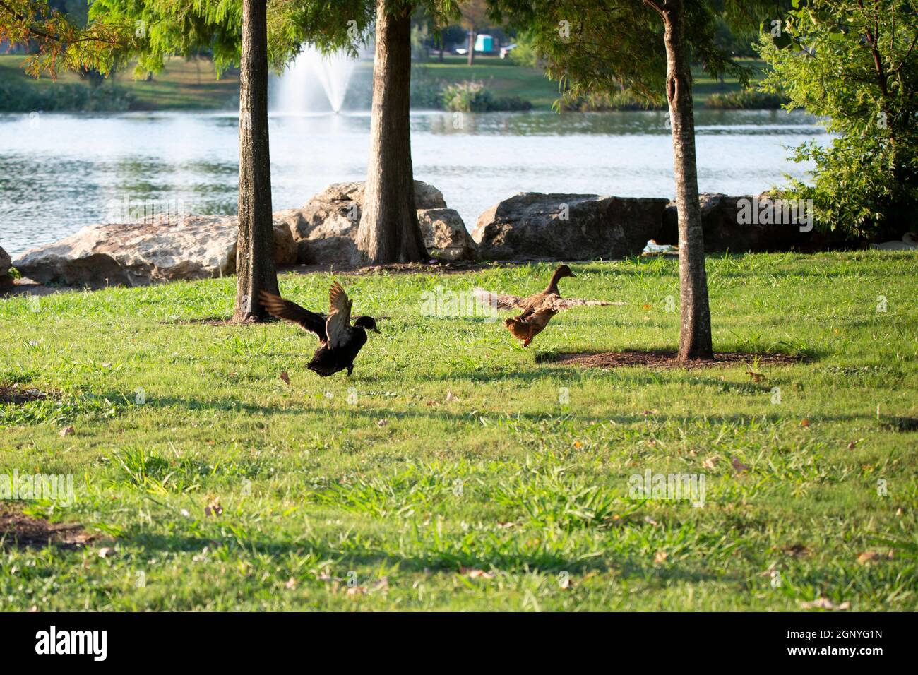 Domestic duck aggressively chasing another duck in a park near a lake ...