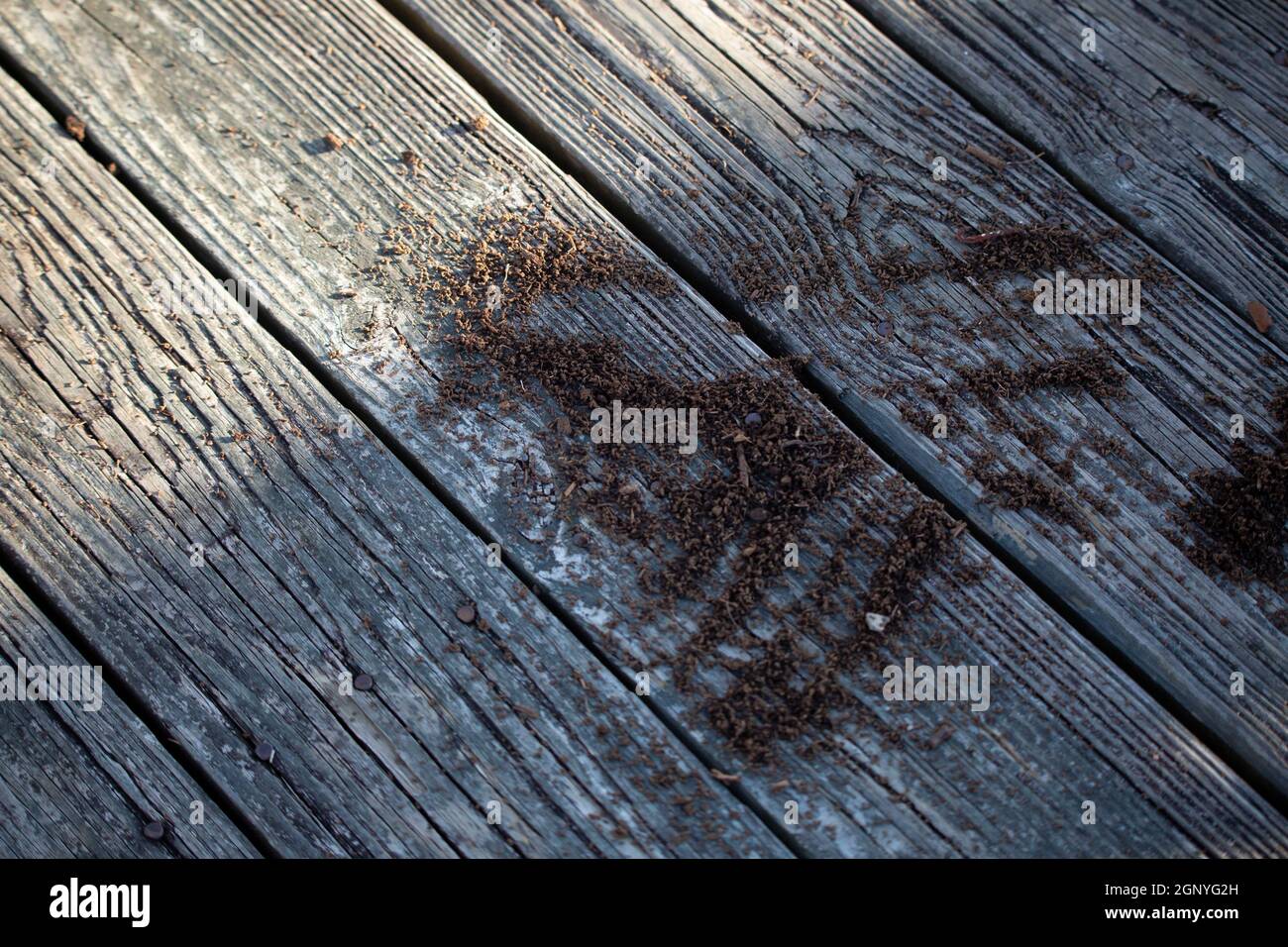 Pier worms hi-res stock photography and images - Alamy