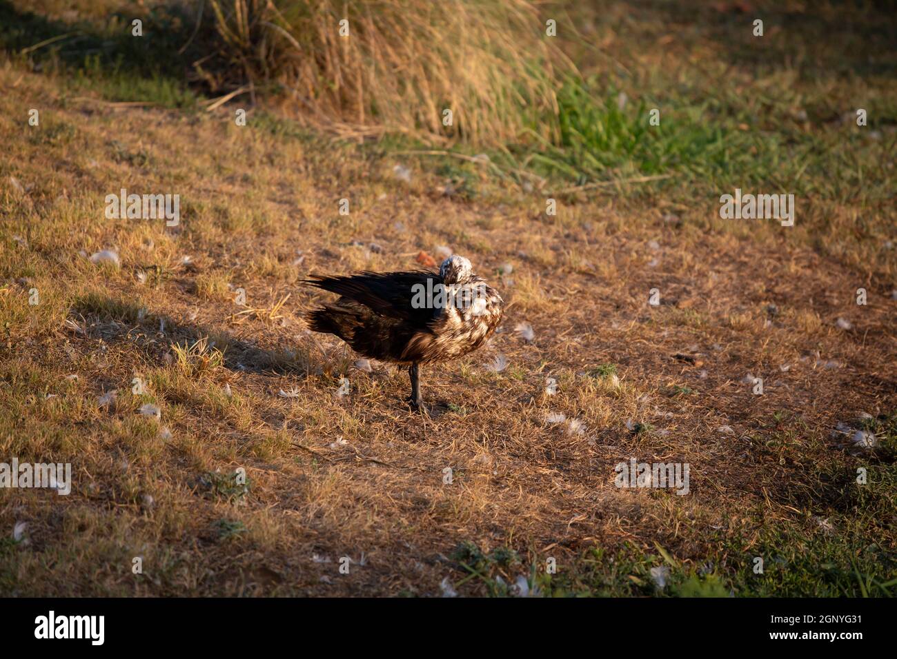Domestic duck grooming in an open green space, surrounded by discarded ...