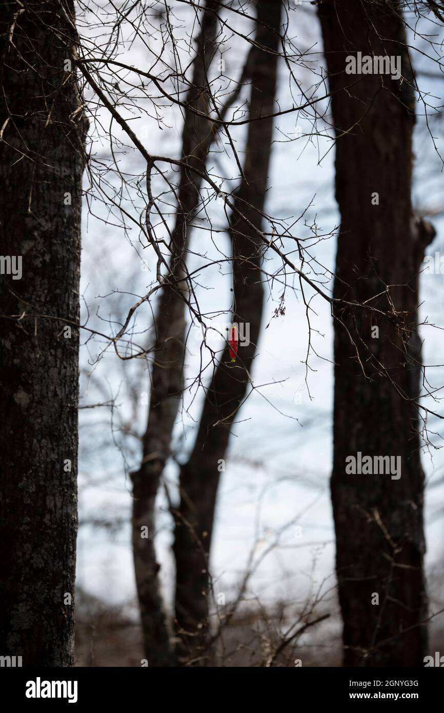 Red bobber hanging from a tree limb during a cool snap Stock Photo - Alamy