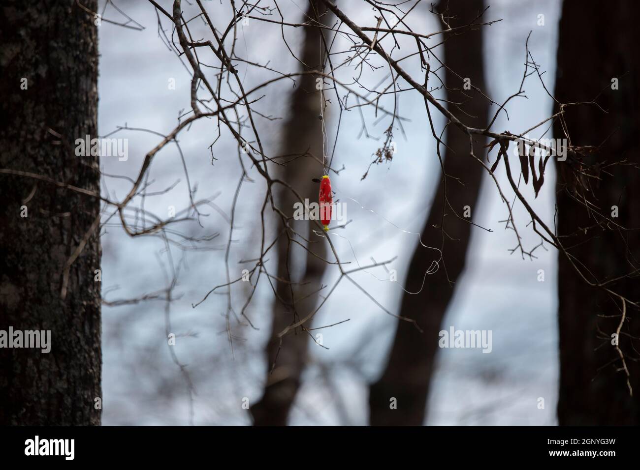 Red bobber hanging from a tree limb during a cool snap Stock Photo - Alamy