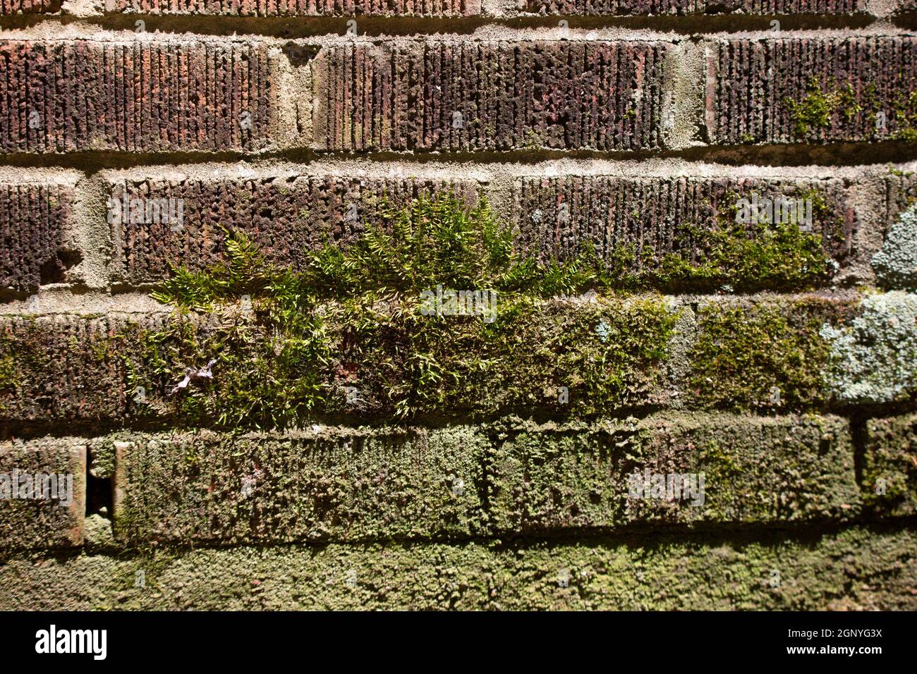 Moss growing on a red brick wall and its cement foundation Stock Photo ...