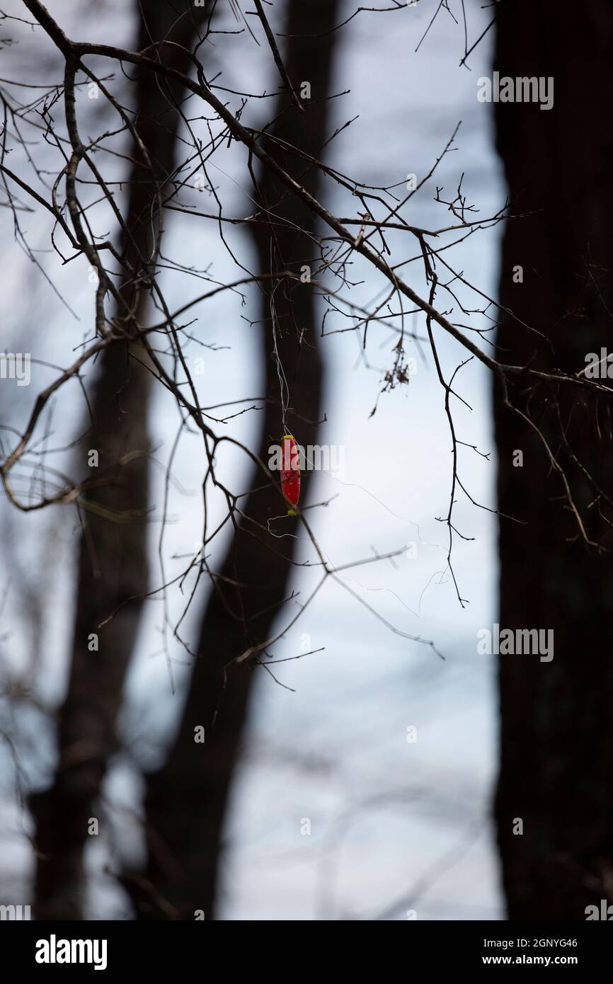 Red bobber hanging from a tree limb during a cool snap Stock Photo - Alamy