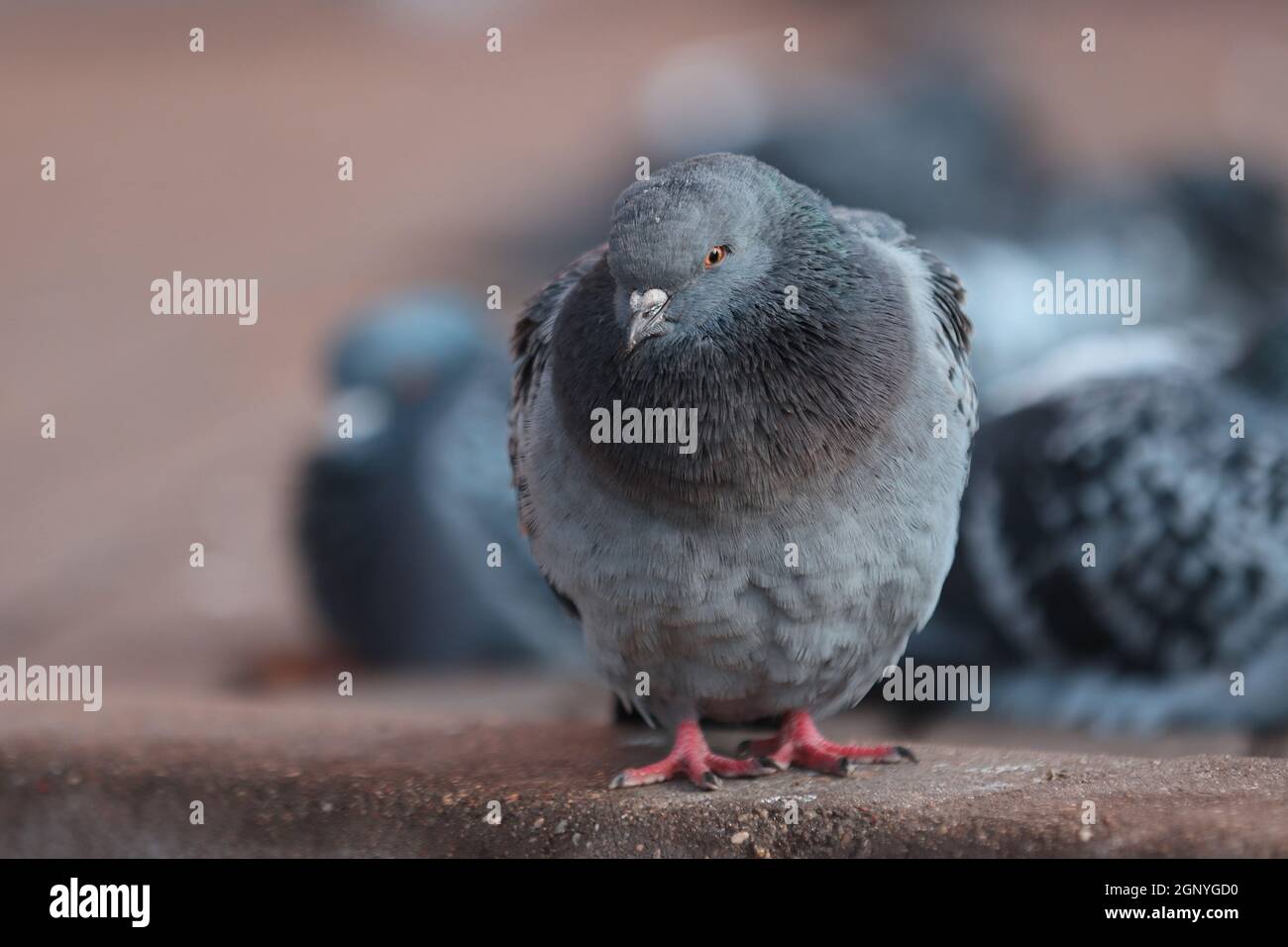 The pigeon bird that lives in the cities of Europe Stock Photo - Alamy