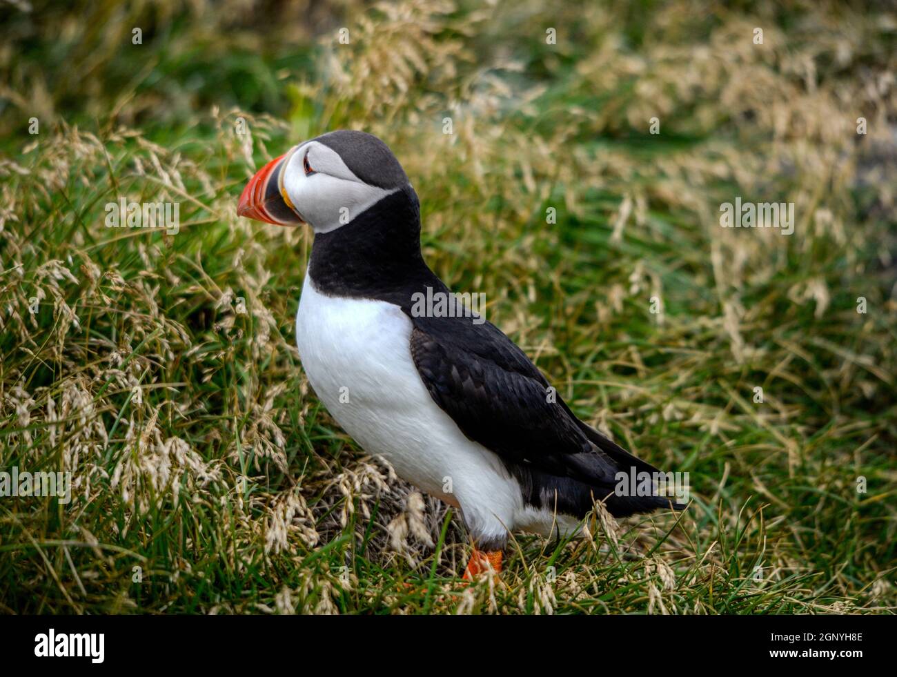 The Atlantic puffin, also known as the common puffin Stock Photo - Alamy