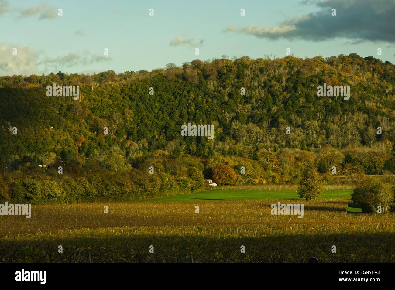 Vineyard at Dorking in Surrey hills, England. Autumn (Fall) colours ...