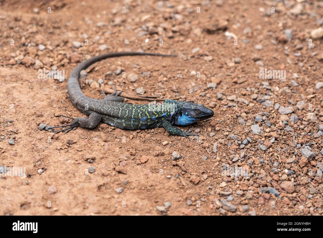 Lizard Gallotia galloti (Western Canaries Lizard Stock Photo - Alamy