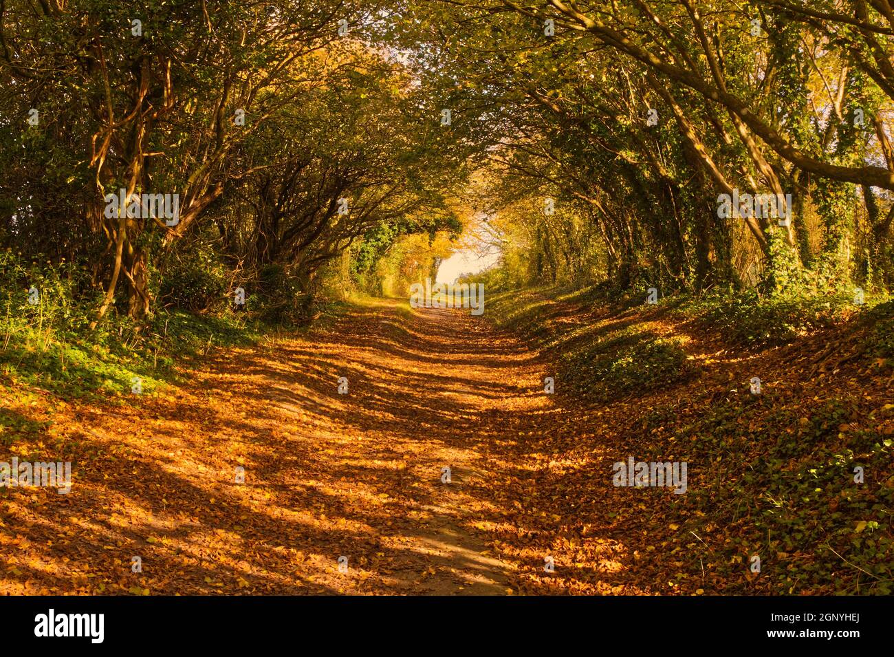 Sunken footpath with overhanging trees forming a tunnel at Halnaker ...