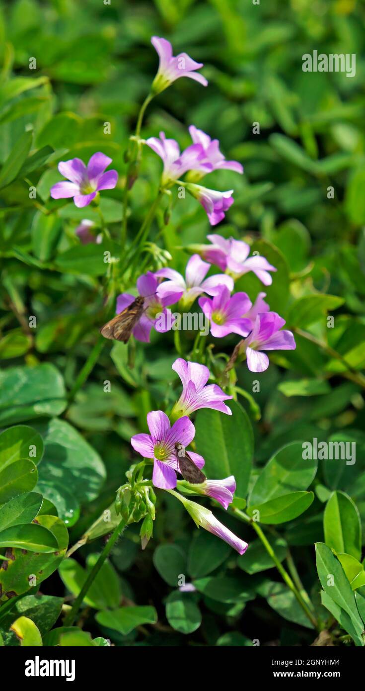 Pink-sorrel flowers (Oxalis articulata) on garden Stock Photo - Alamy
