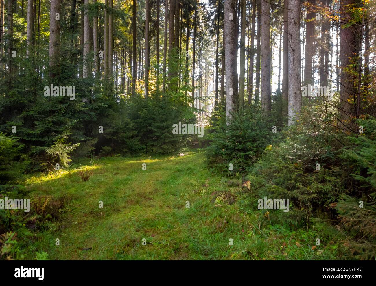 idyllic forest scenery at autumn time in Southern Germany Stock Photo ...