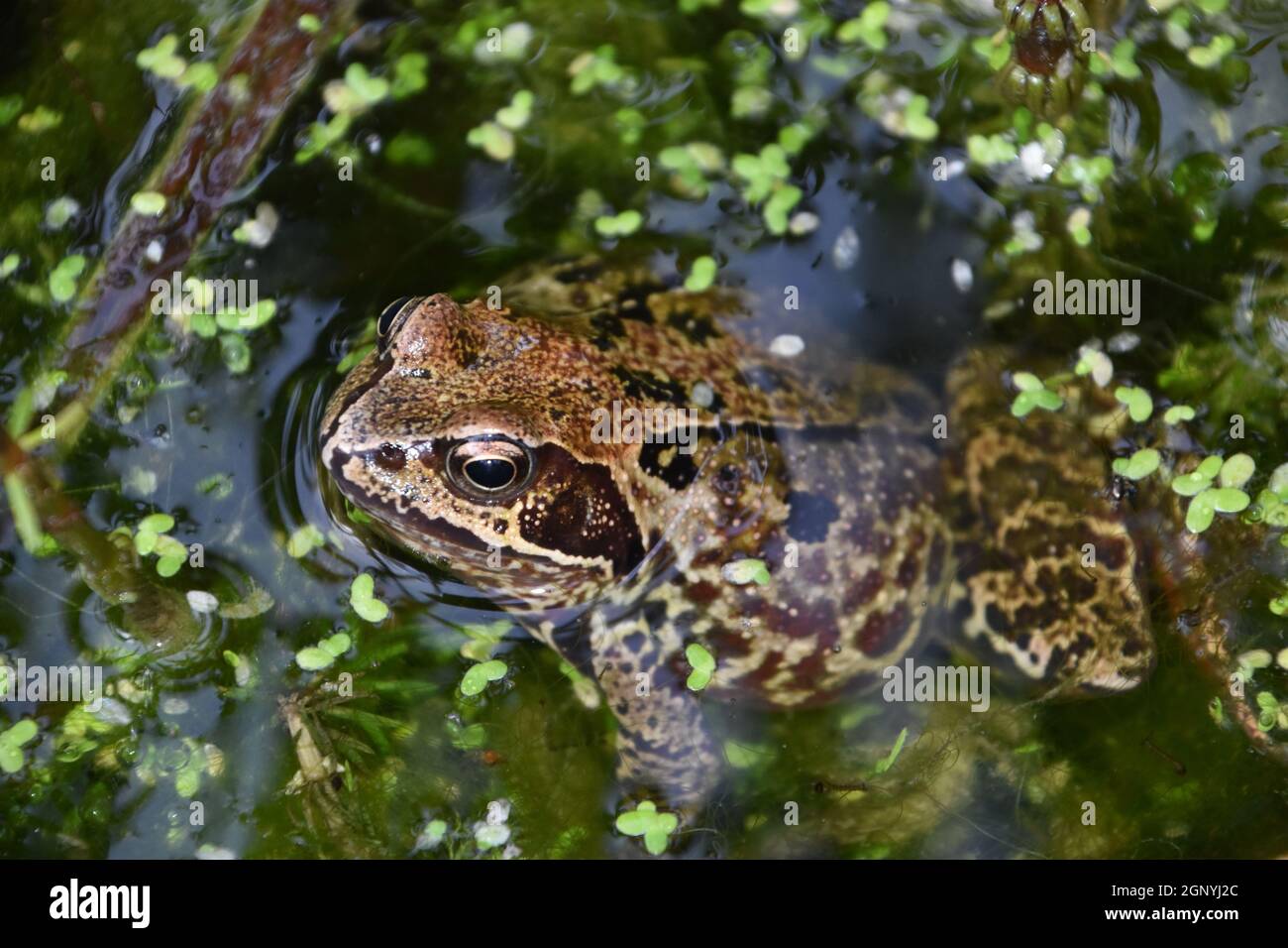 Common frog in water Hampshire England Stock Photo - Alamy
