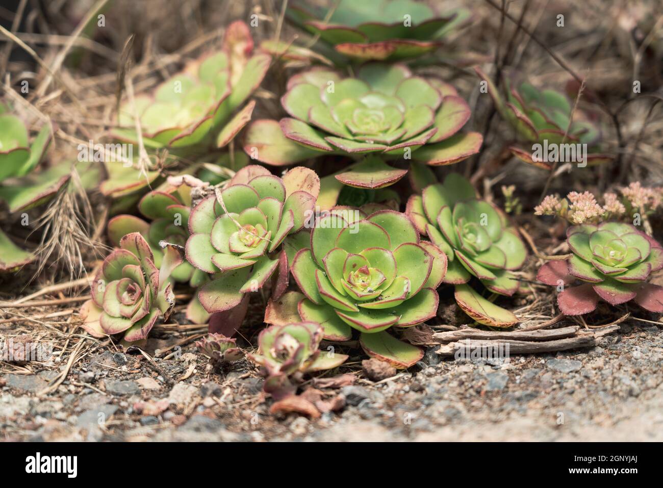 Aeonium plant. Tenerife. Canary Islands. Spain Stock Photo - Alamy