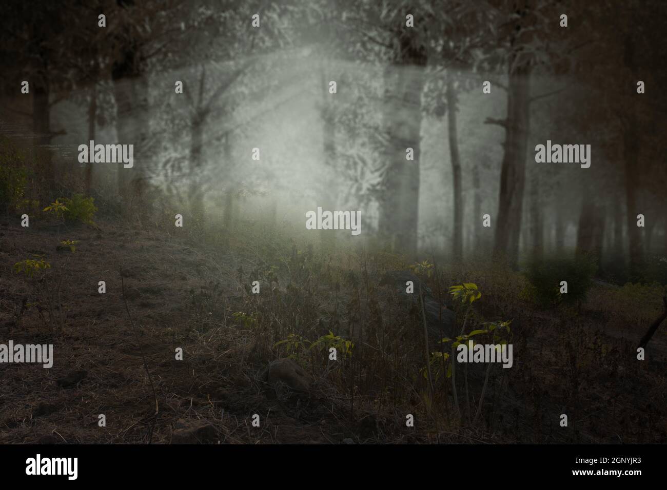 Haunted forest with fog and dramatic scene background. Halloween ...