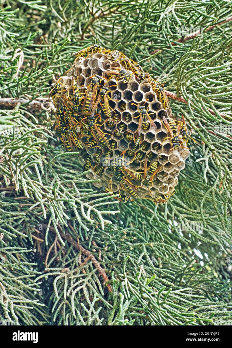 colony of european paper wasp on their nest builded in a cypress Stock ...