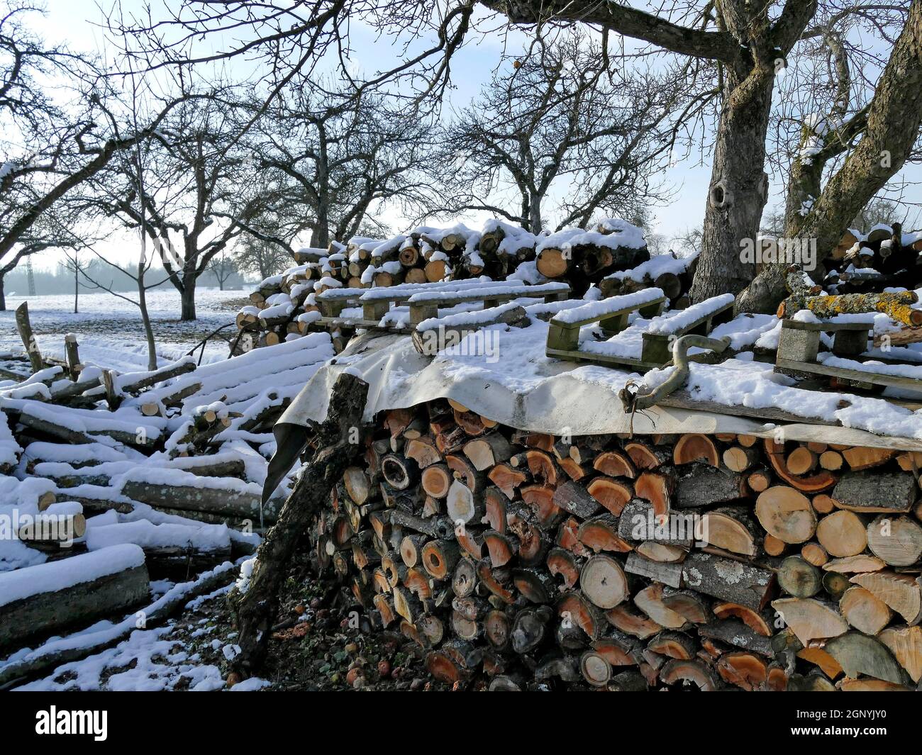 fuel wood with snow cap in wintertime Stock Photo - Alamy