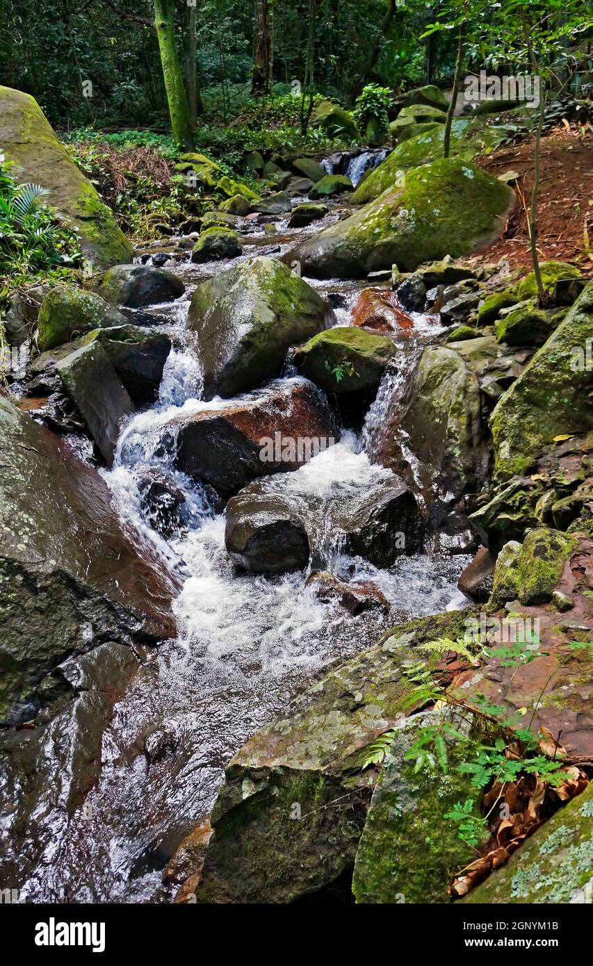 Small waterfall on tropical rainforest, Rio Stock Photo - Alamy