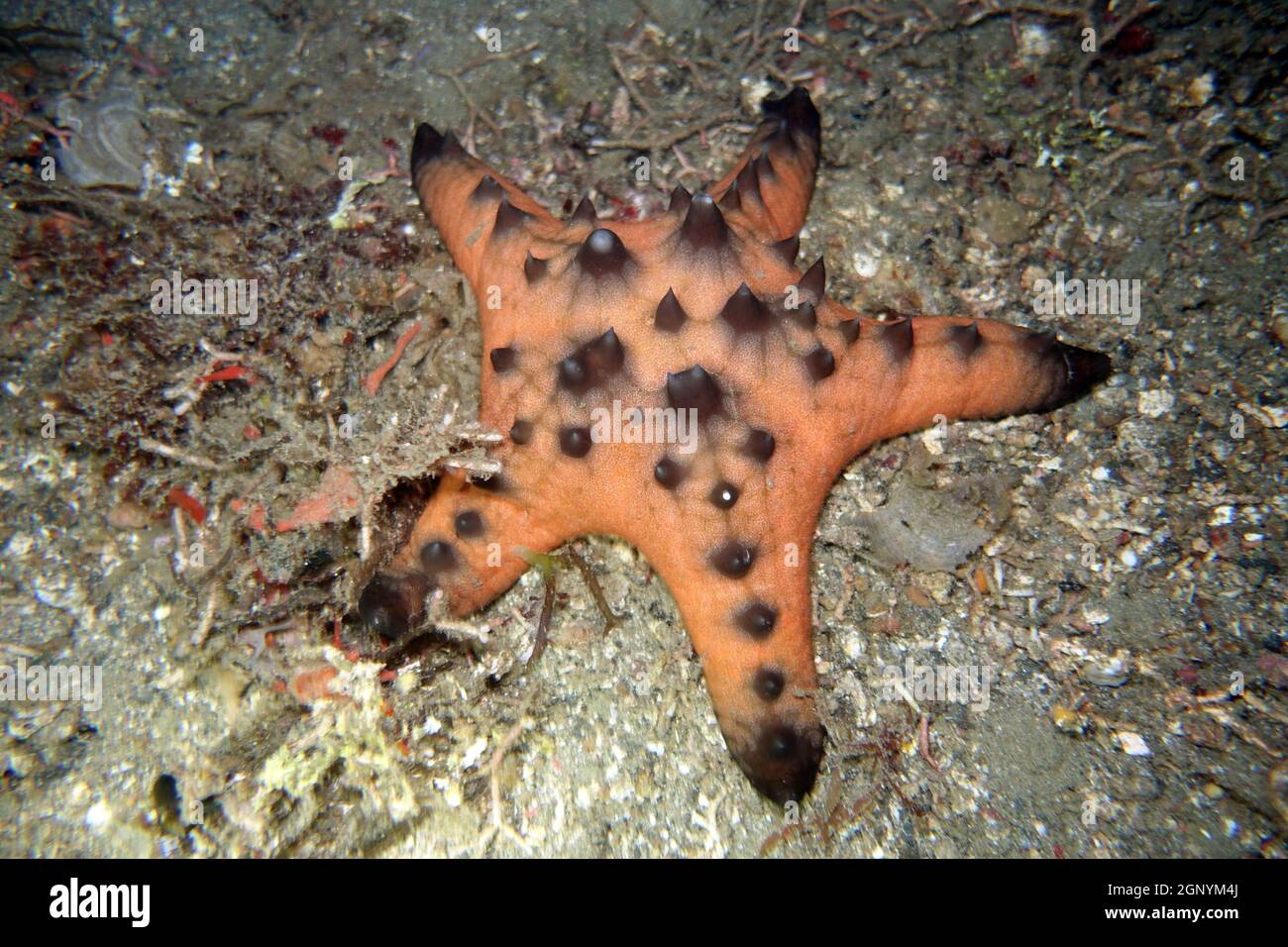 Protoreaster nodosus- Knotiger Walzen-Seestern, Walzenstern, Lembeh ...