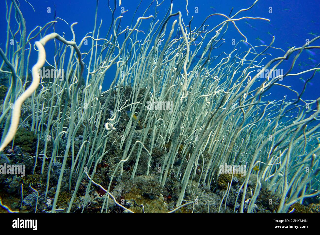 Junceella fragilis - Peitschenkoralle, Zerbrechliche Seepeitsche (Syn ...