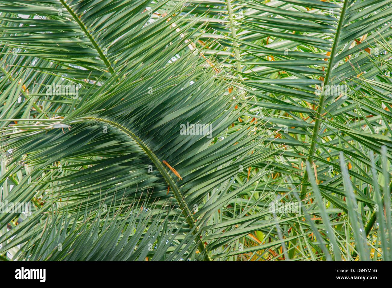 Branches and green leaves of a date tree Stock Photo - Alamy
