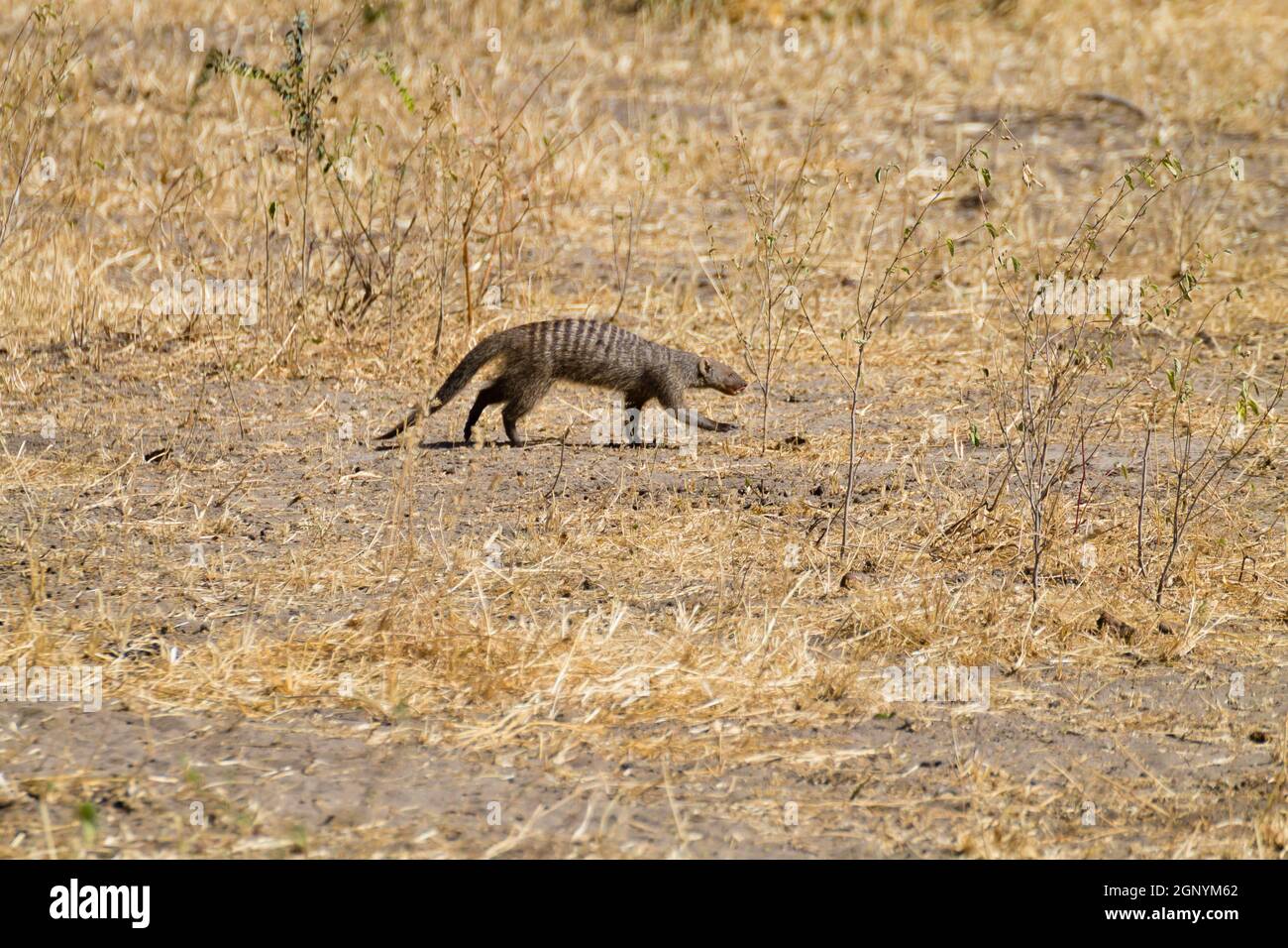 African safari. Banded mongoose close up, Tarangire National Park ...