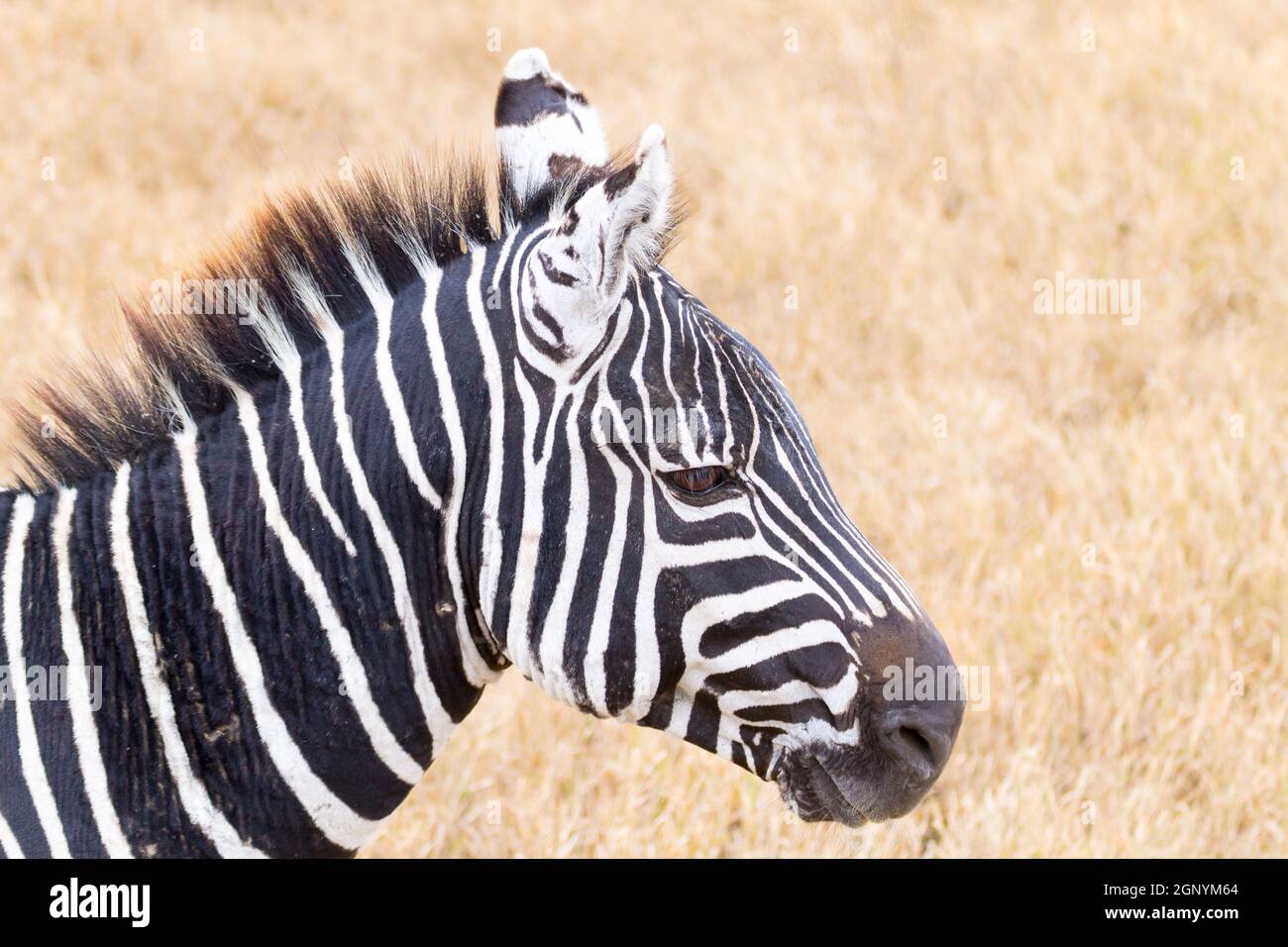Zebra close up. Ngorongoro Conservation Area crater, Tanzania. African ...