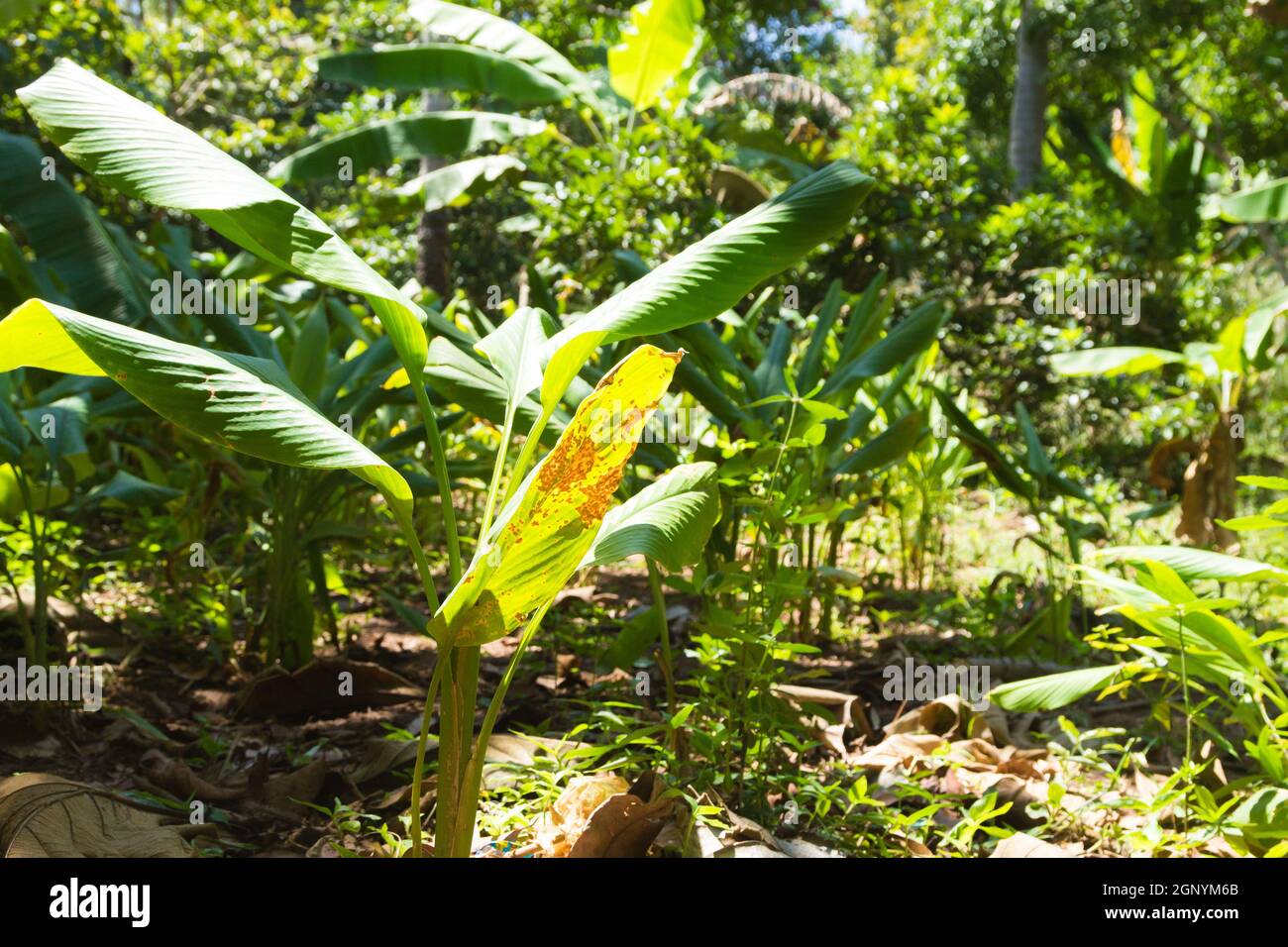 Curcuma cultivation from Zanzibar, Tanzania. Spices cultivation ...