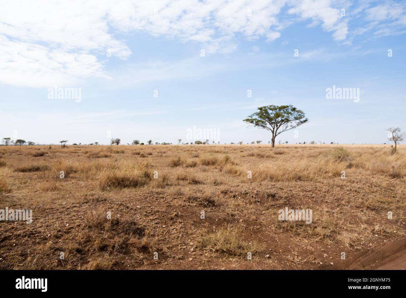 Serengeti National Park landscape, Tanzania, Africa. African panorama ...